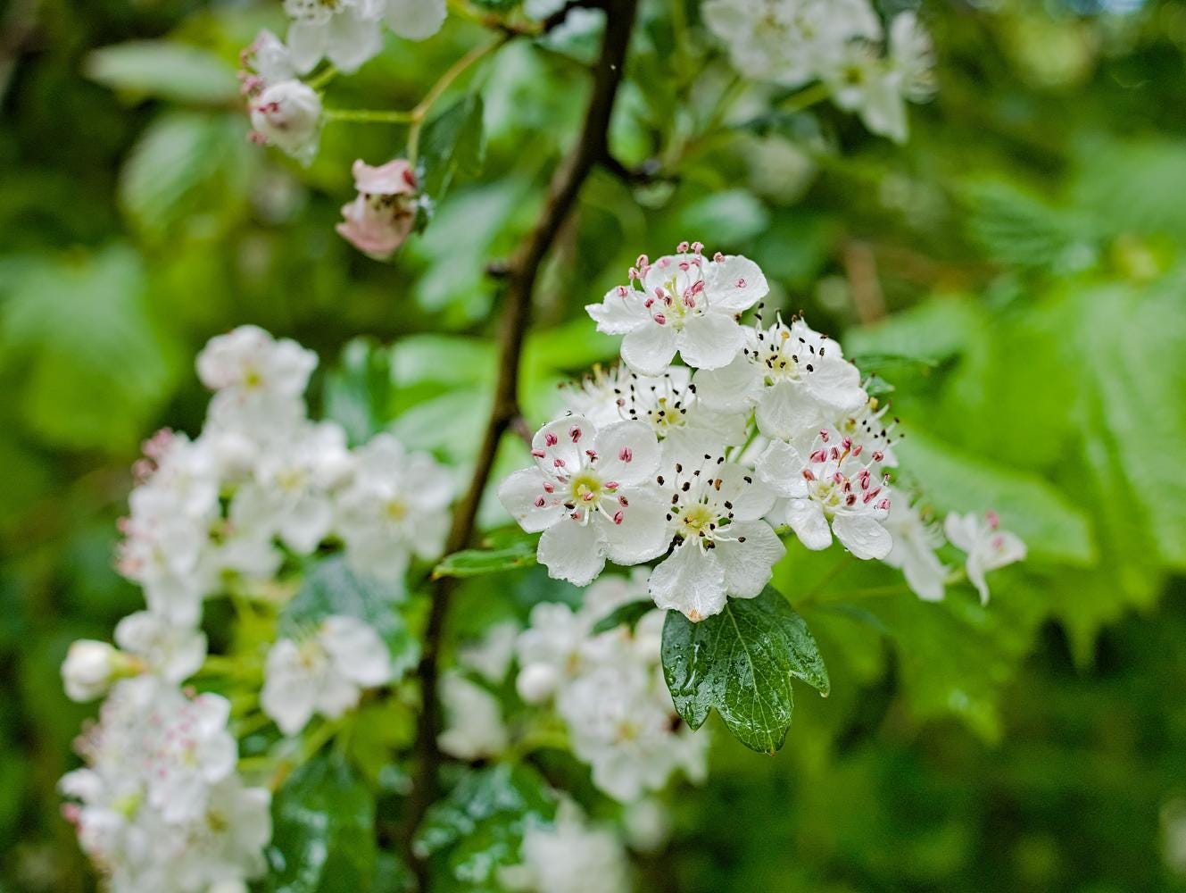 Hawthorn Flower Colors