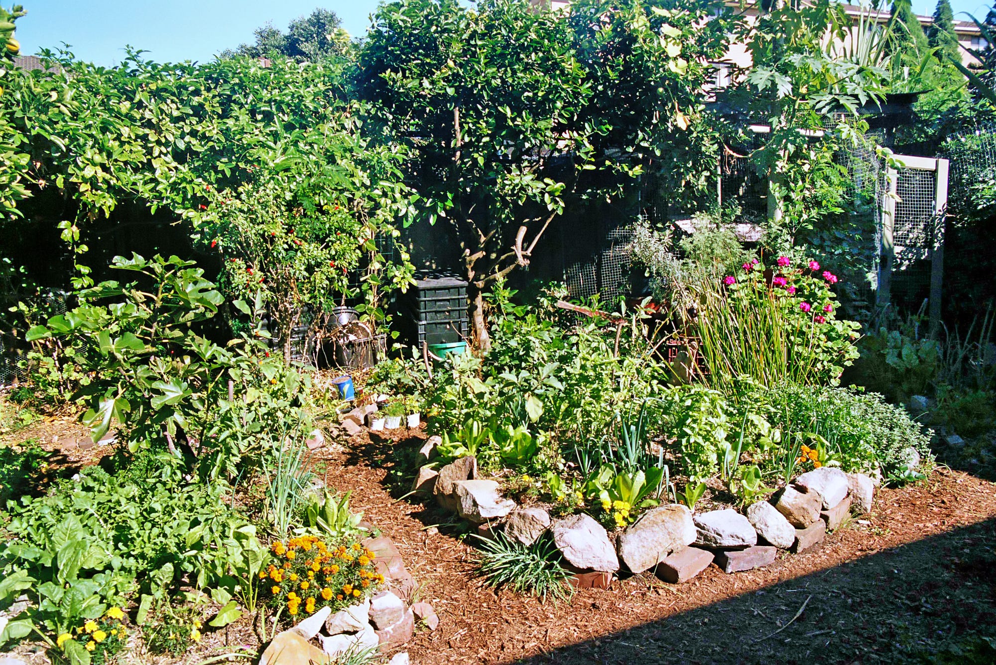 Permaculture Small Backyard Designs
