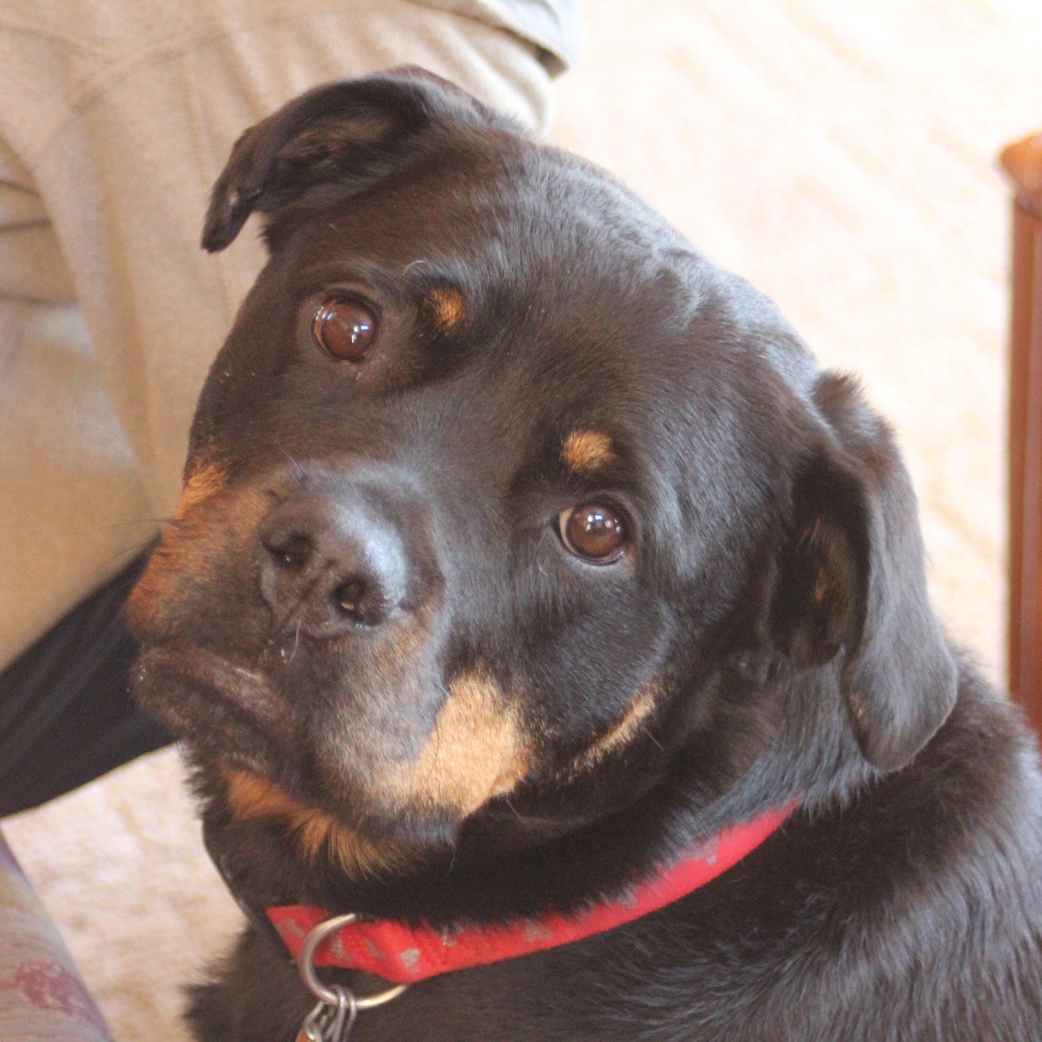 Week With Our Pets Jon Katz Gives Us Soul Of A Dog Explore
