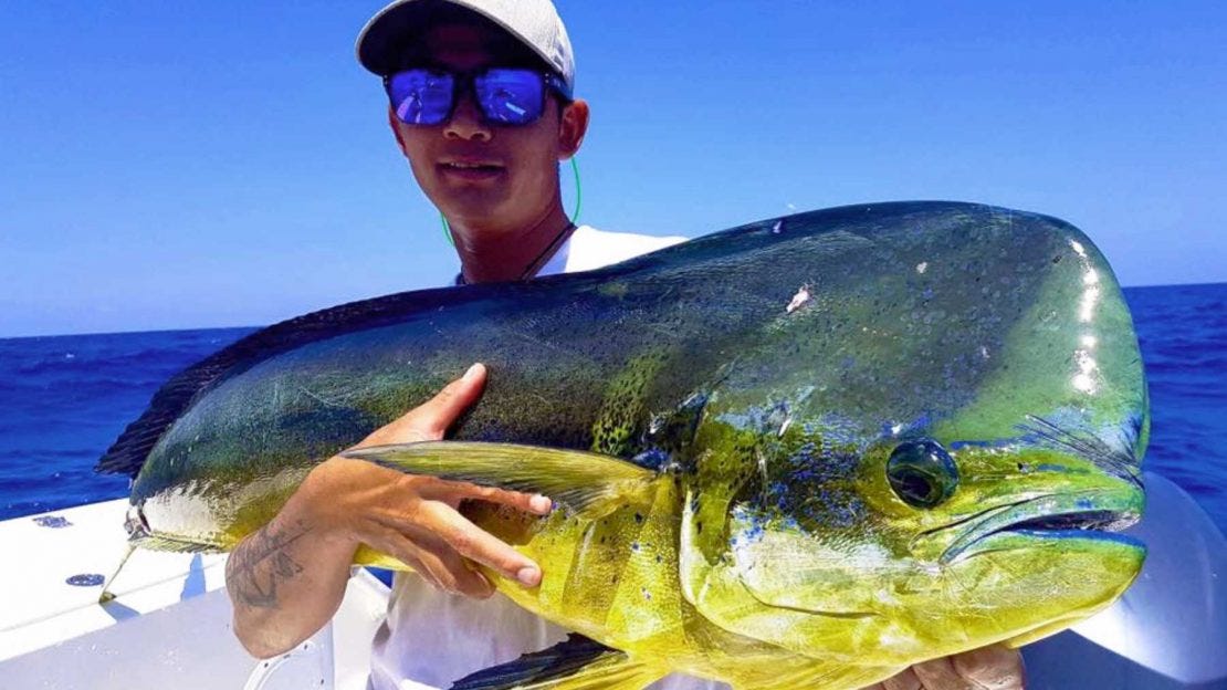Mahi Mahi Blue Color
