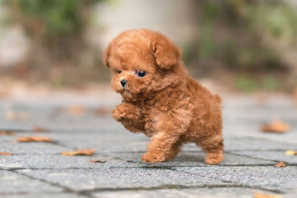 Cute Poodles