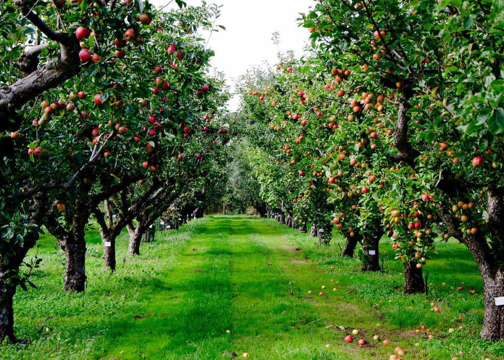 Beautiful Apple Trees
