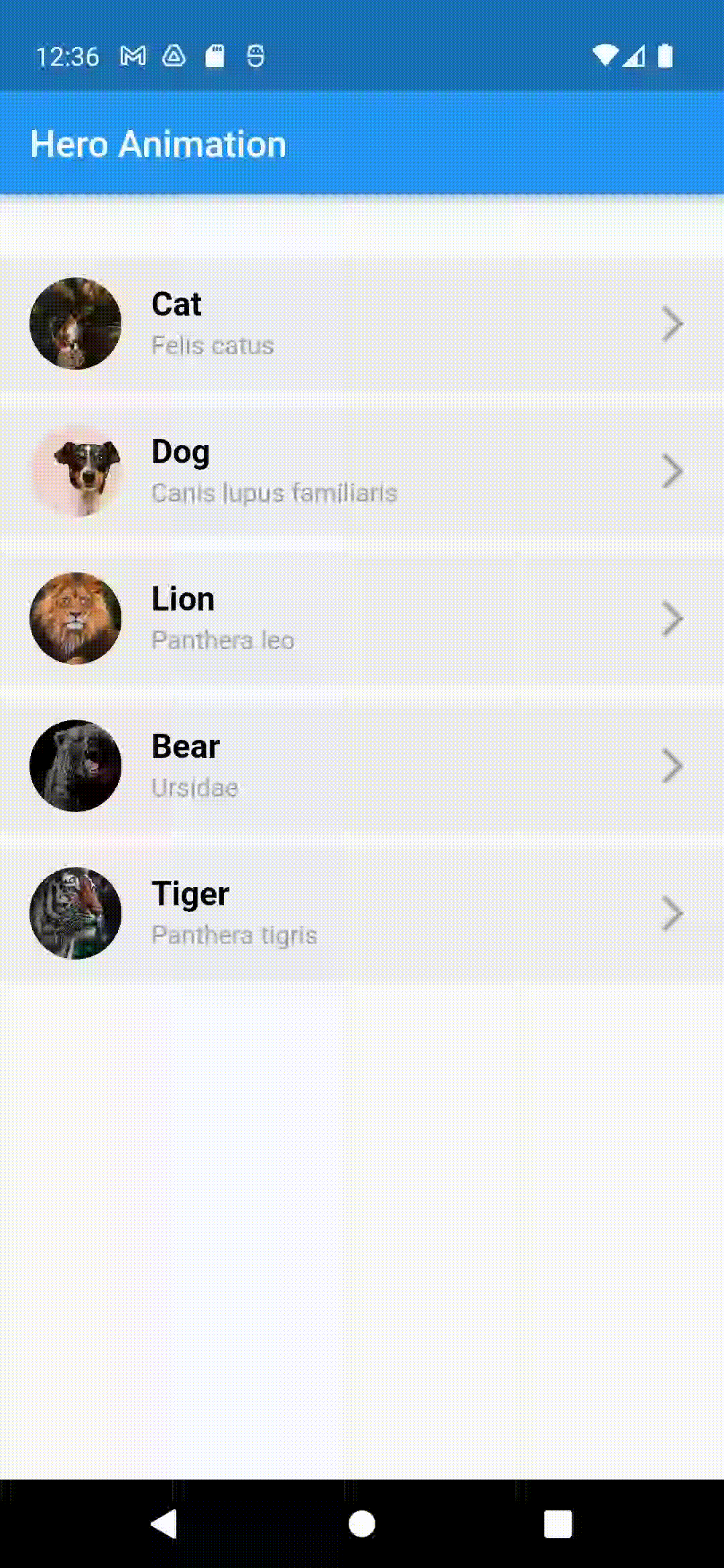 How To Animate Images In Flutter With Hero Widget Flutter Animation
