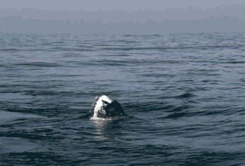 Great White Shark Jumping Gif Download Animal Shark Gif