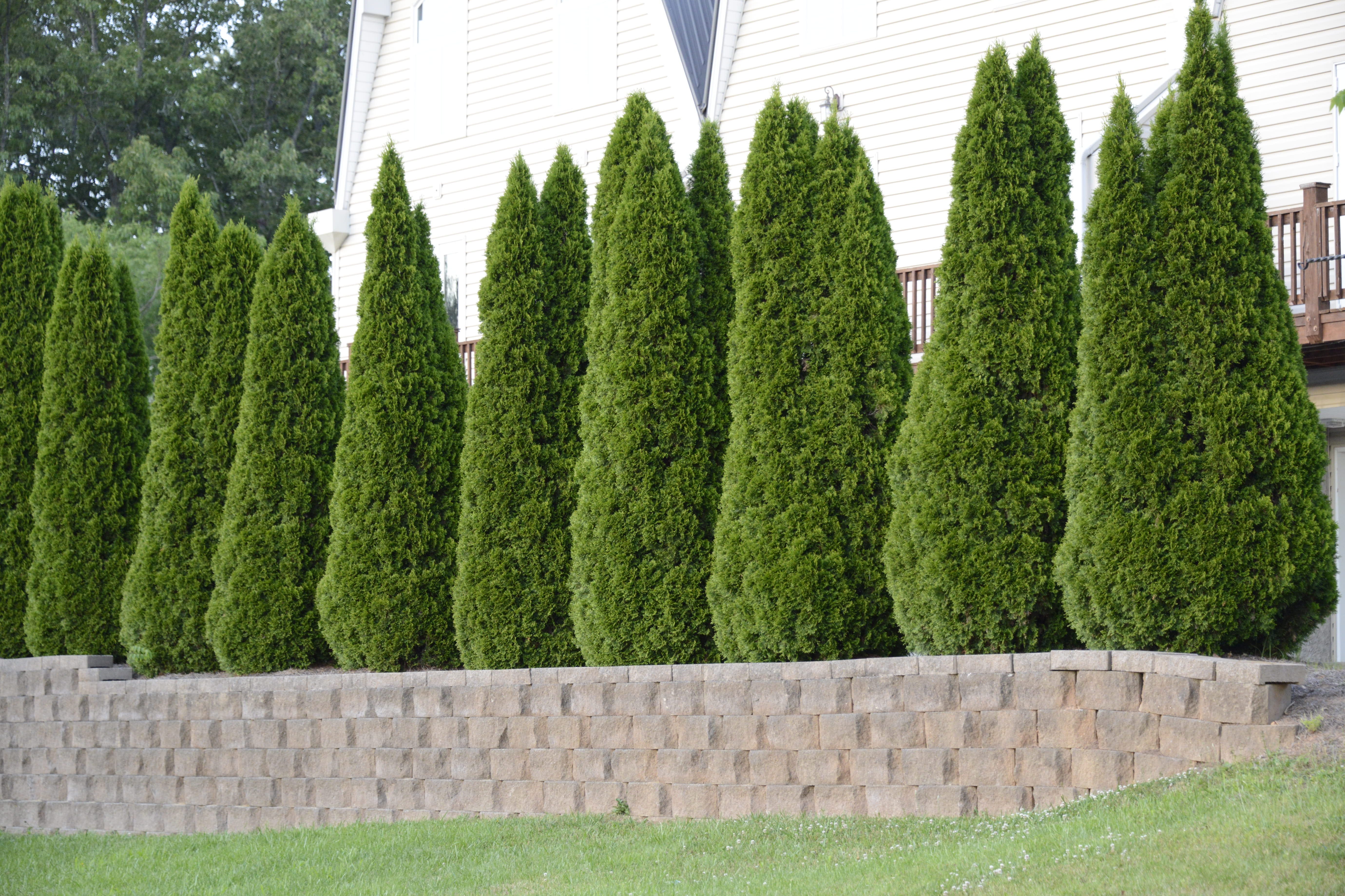 Difference Between Thuja Green Giant And Green Giant Arborvitae