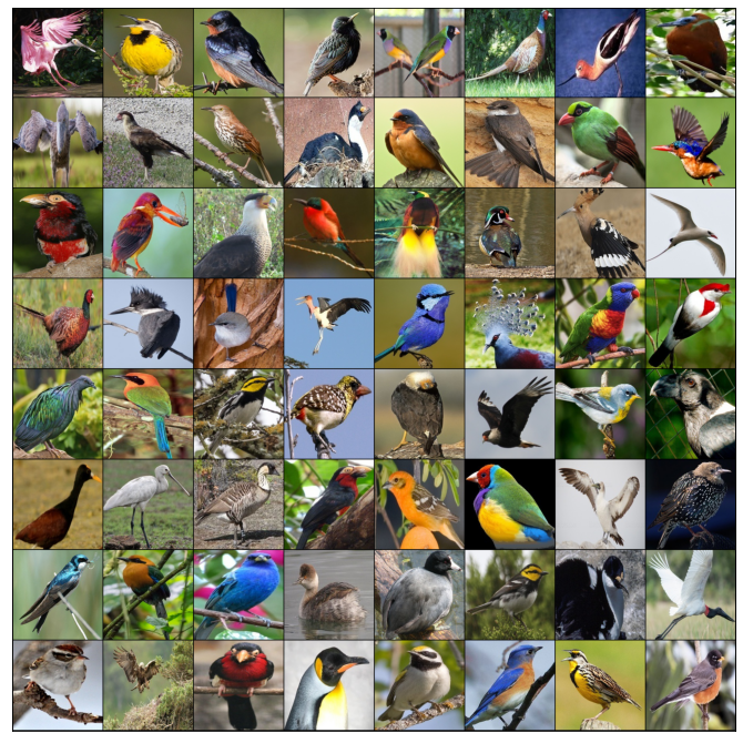 Different Species Birds: Stunning Facts You Must Know Today - Birds