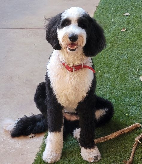 Great Dane X Labradoodle