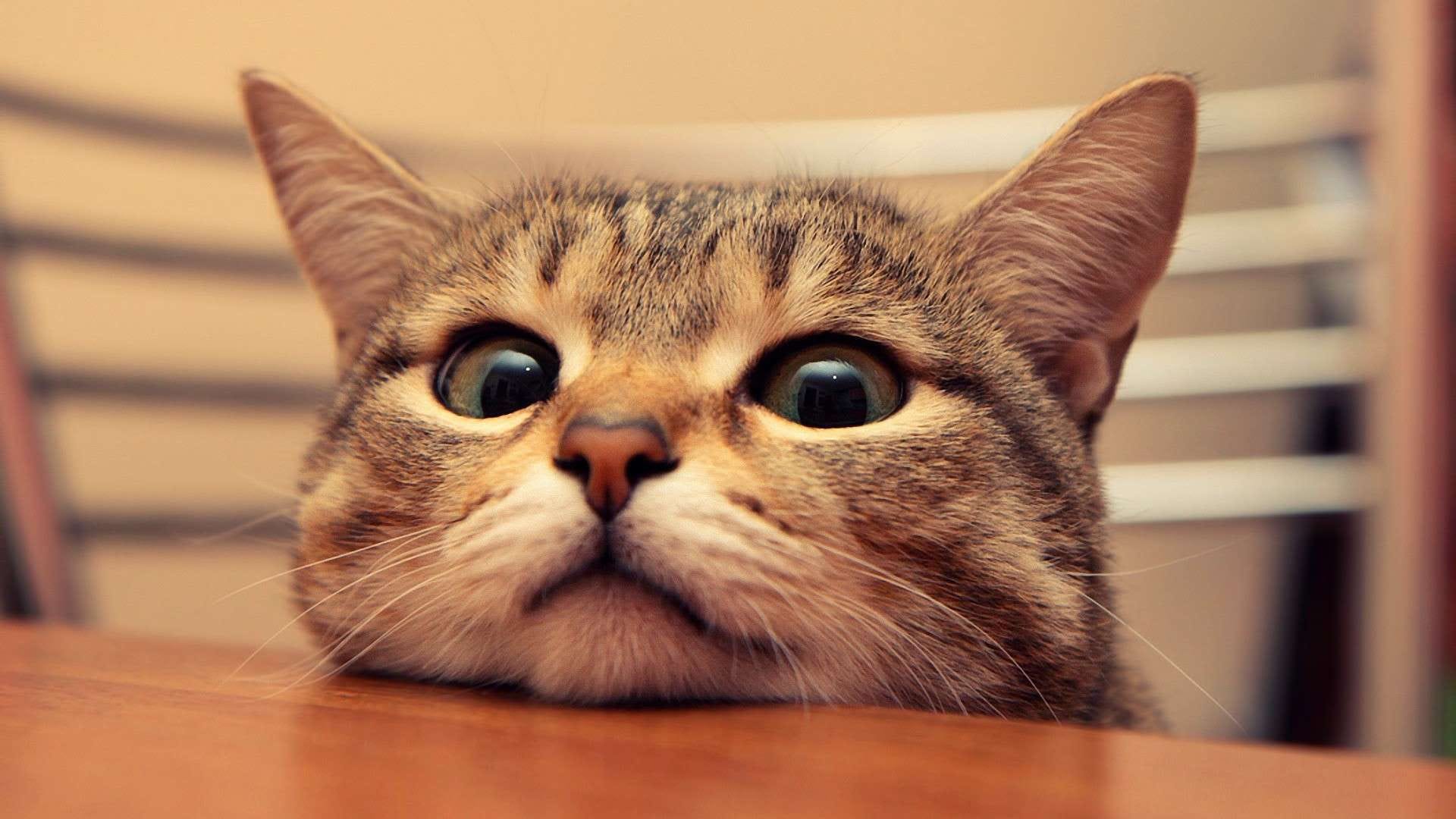 Cute Fat Cat Wallpaper Fat Cats: Tips To Make Them Lose Weight | By