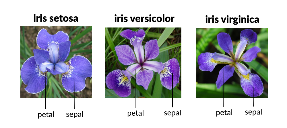 Diagrama De Flor De Iris