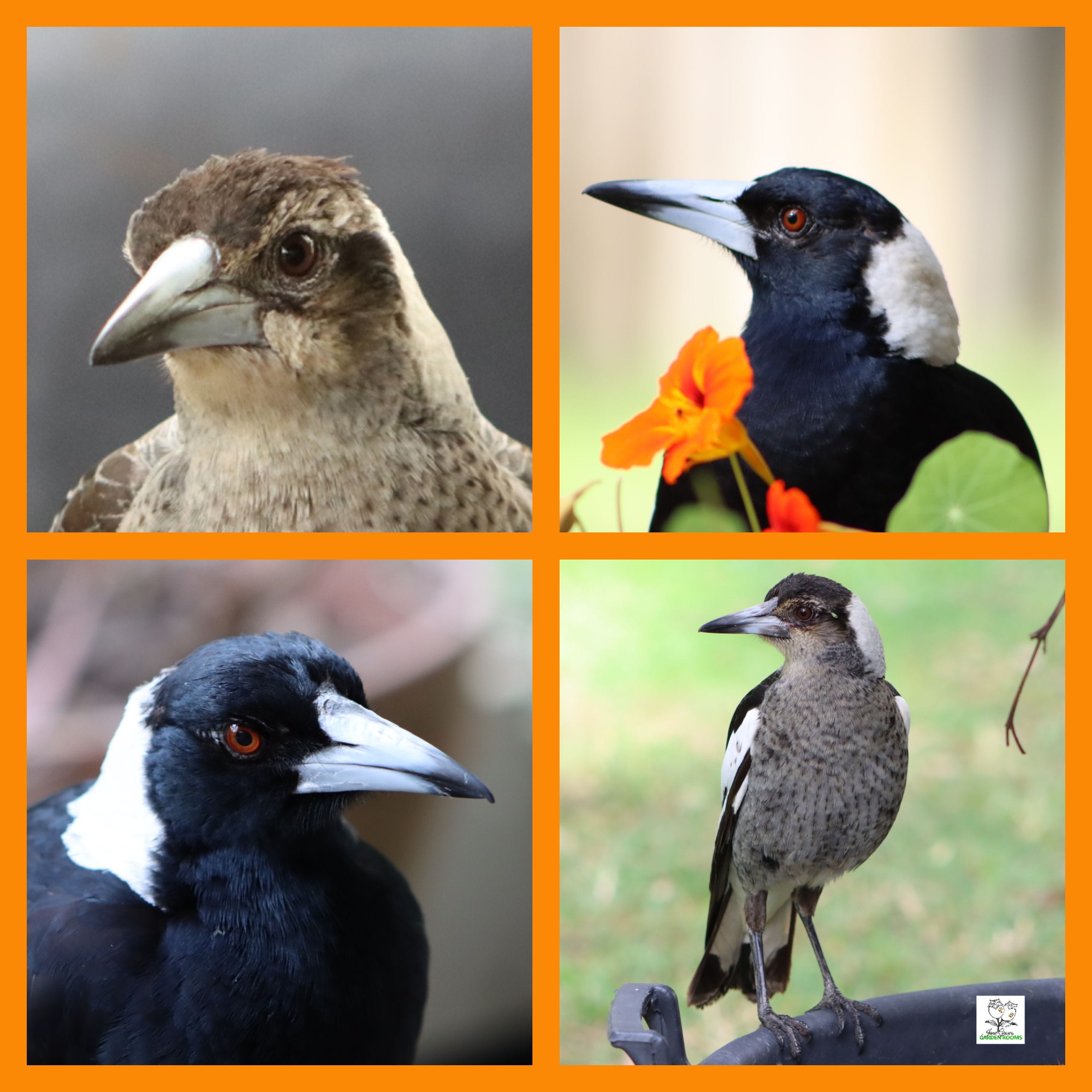 How To Tell Male And Female Magpies