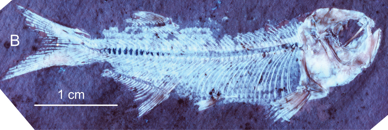 Fish Fossils Exceptional New Fish Fossil Sparks A Rethink Of How