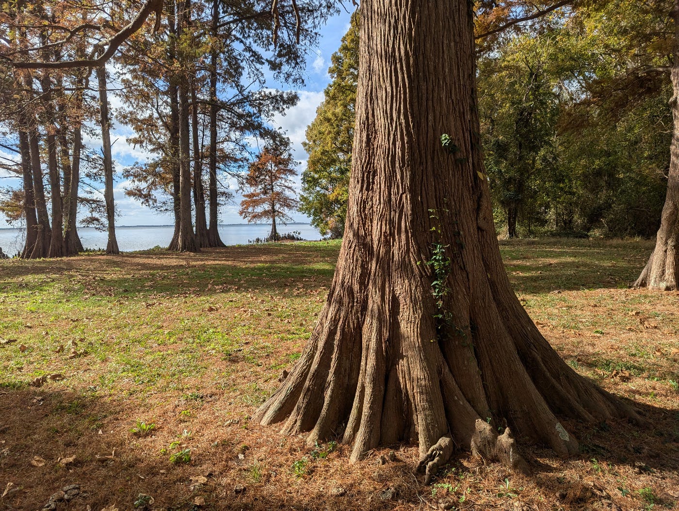 Cypress Tree Images