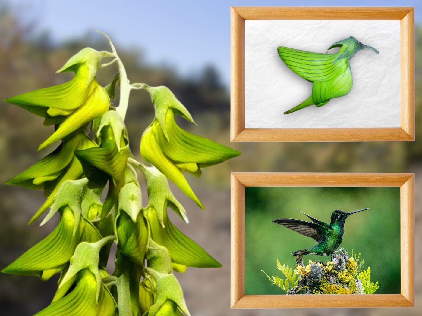 Plants That Look Like Humans