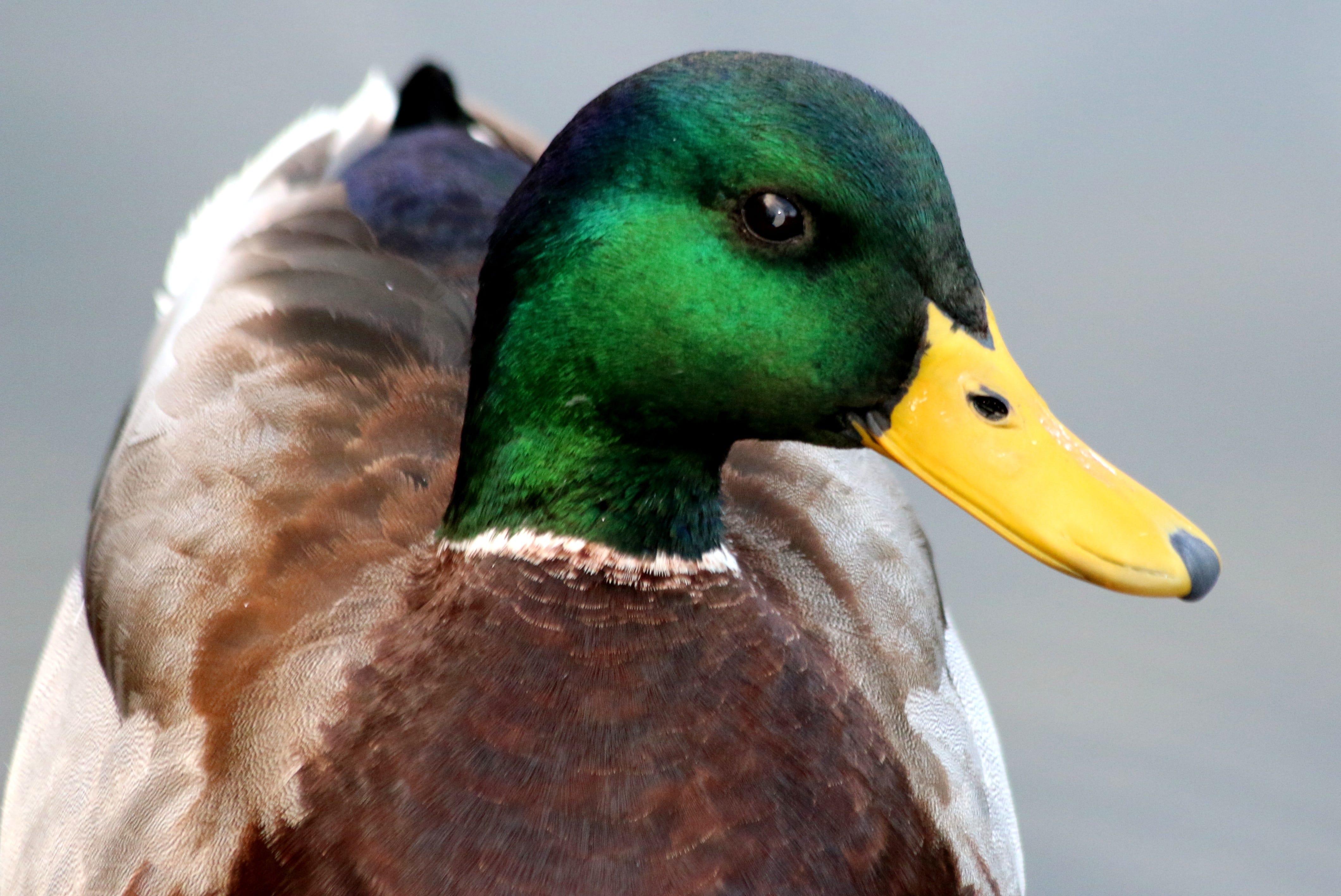 Mallard Duck Face