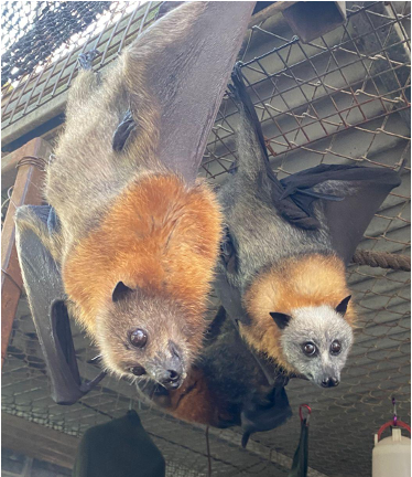 What Do Bats Do When They Are Scared