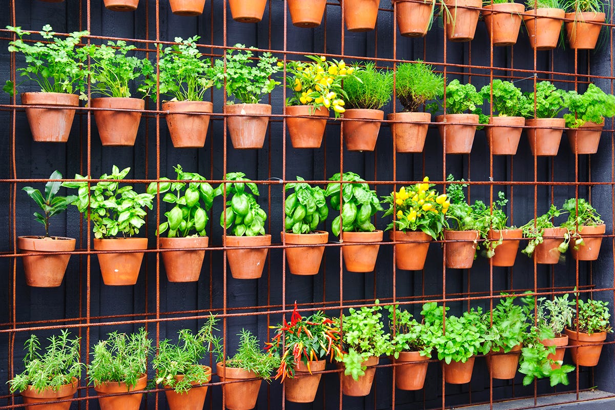 How to Design a Vertical Garden: Transform Your Space - Garden
