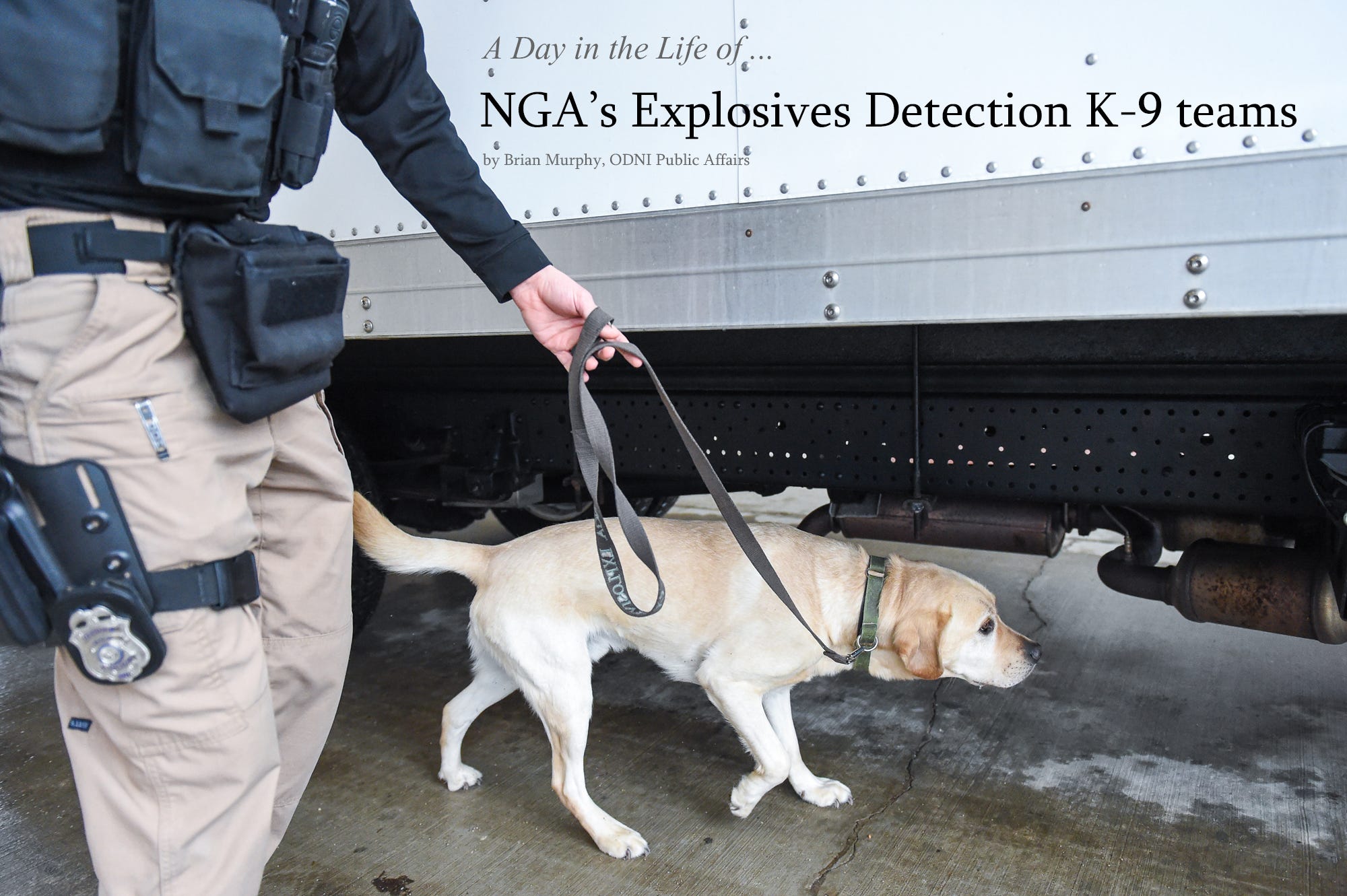 Explosive Detection Dogs