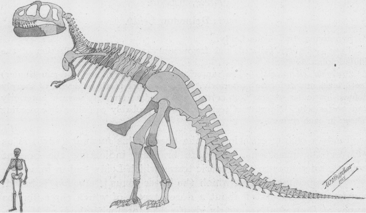 Stokesosaurus Skeletal