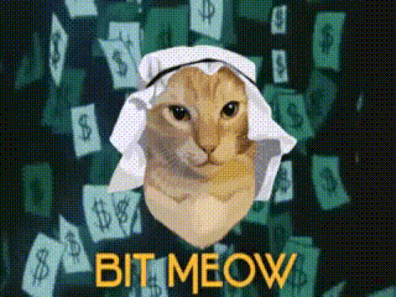 Millionaire Cat Memes Hilarious Cat Memes To Make You Laugh Right Meow