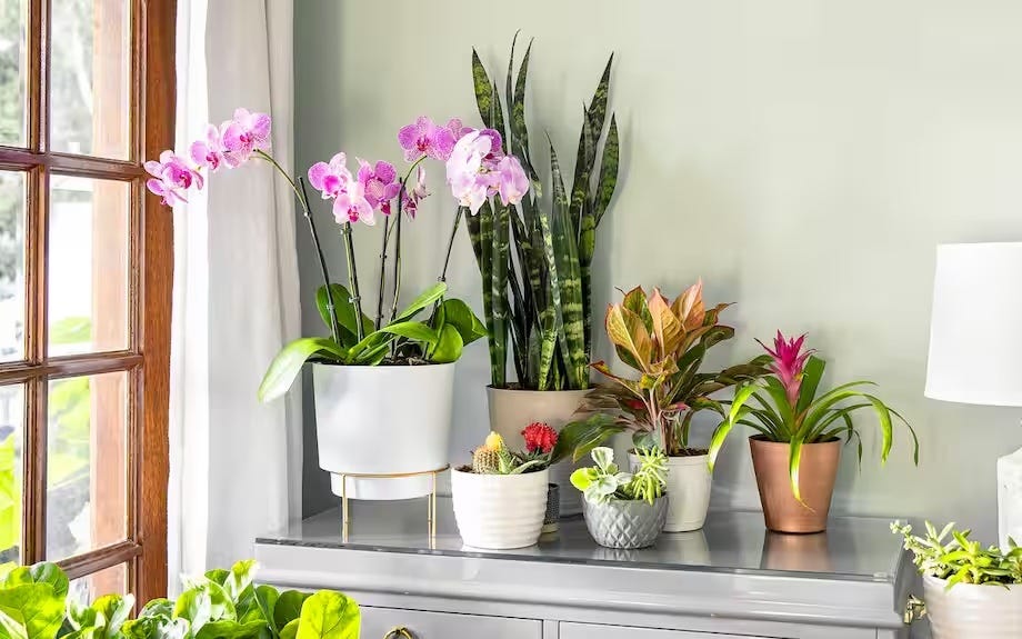 Entry With Indoor Plants Indoor Plants That Grow Tall And Narrow