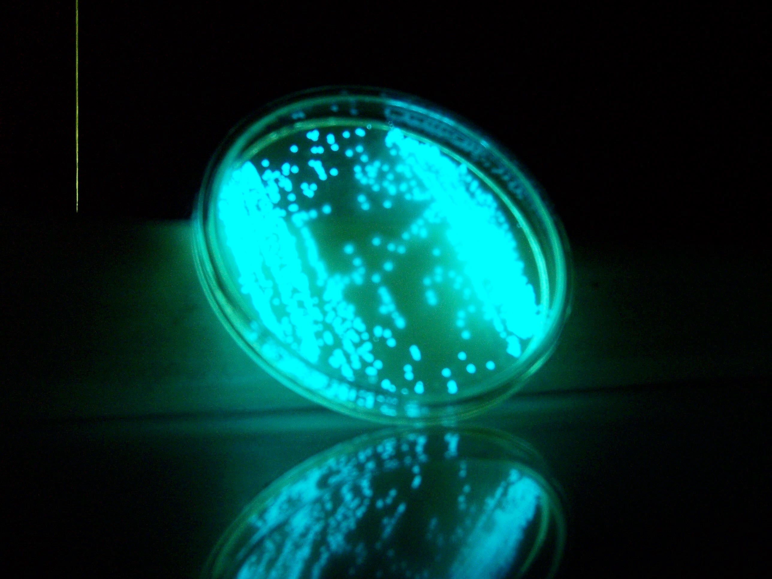 Angels Glow Bacteria Bioluminescent Bacteria In Luminescent Agar