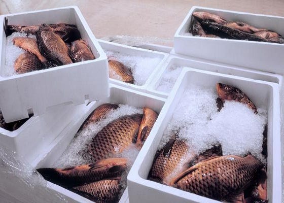 Styrofoam Fish Box Tackling Marine Pollution From EPS Fish Boxes | WWF