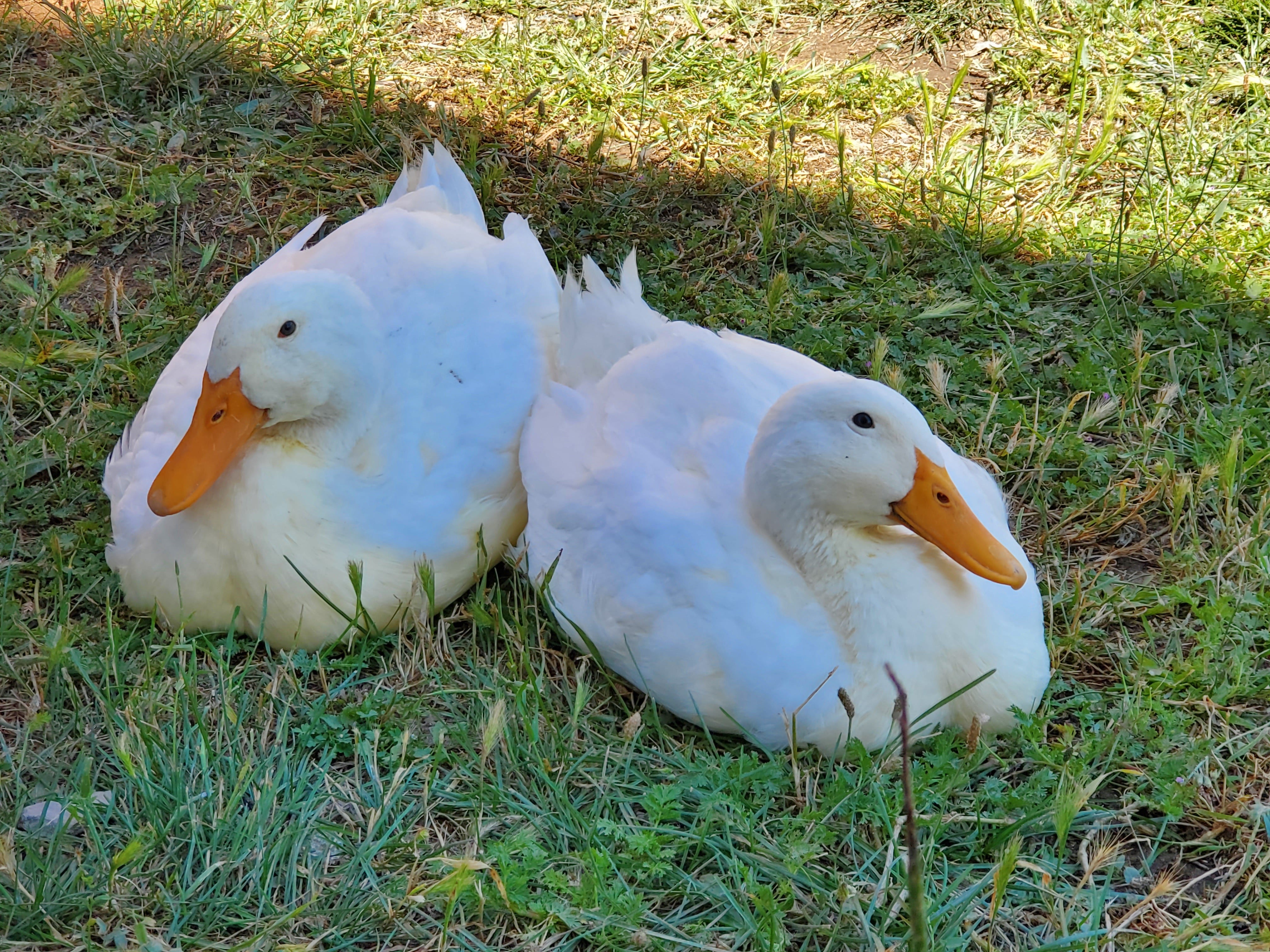 White Duck Tail