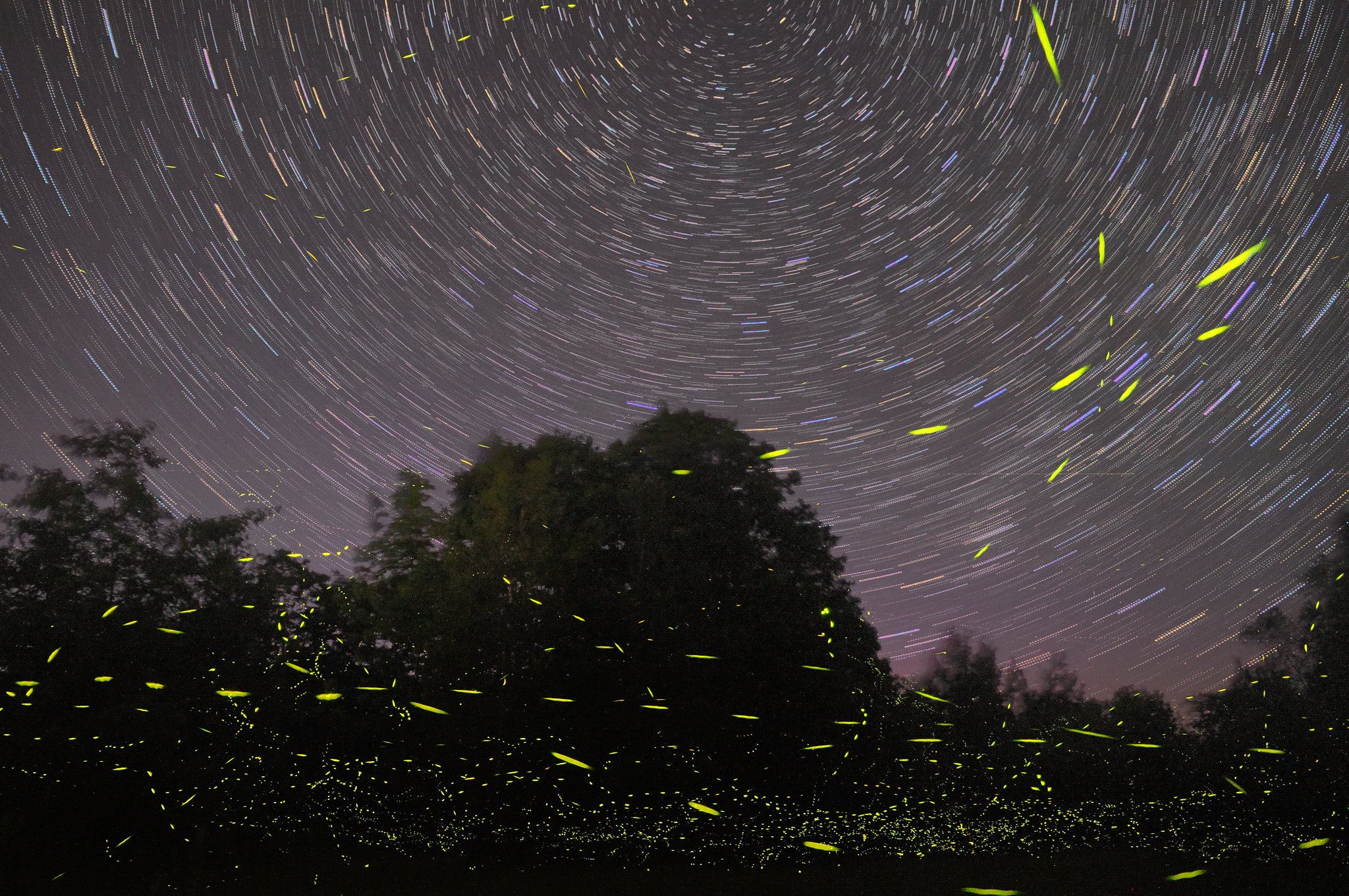 Catching Fireflies At Night