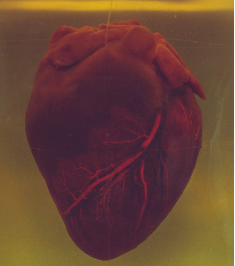 Mary Shelley And Percy Shelley's Heart