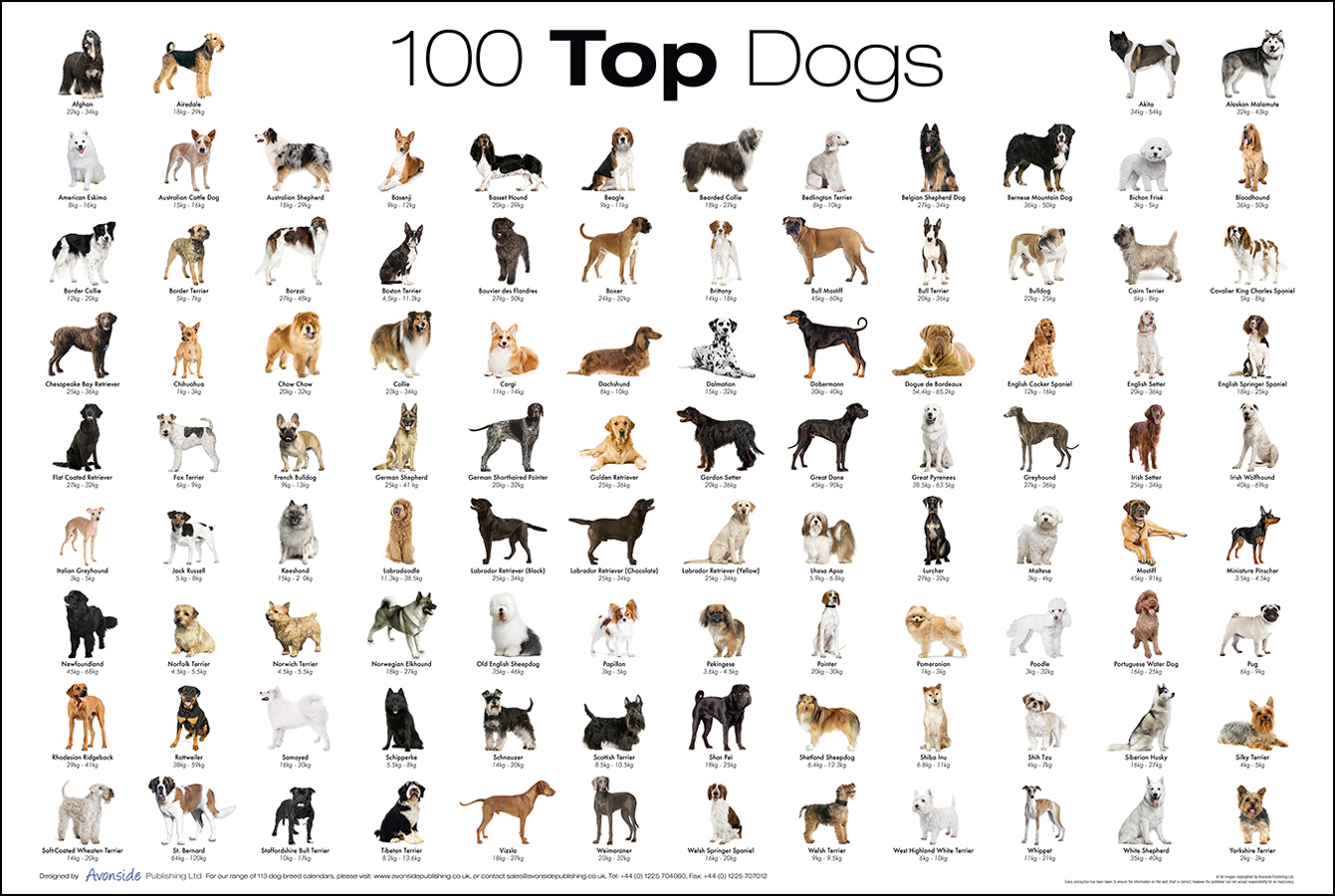 Types Of Dogs Breeds 15 Types Of Large Dog Breeds With Pictures