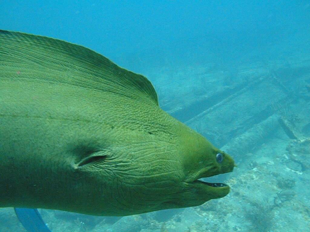 Moray Eel