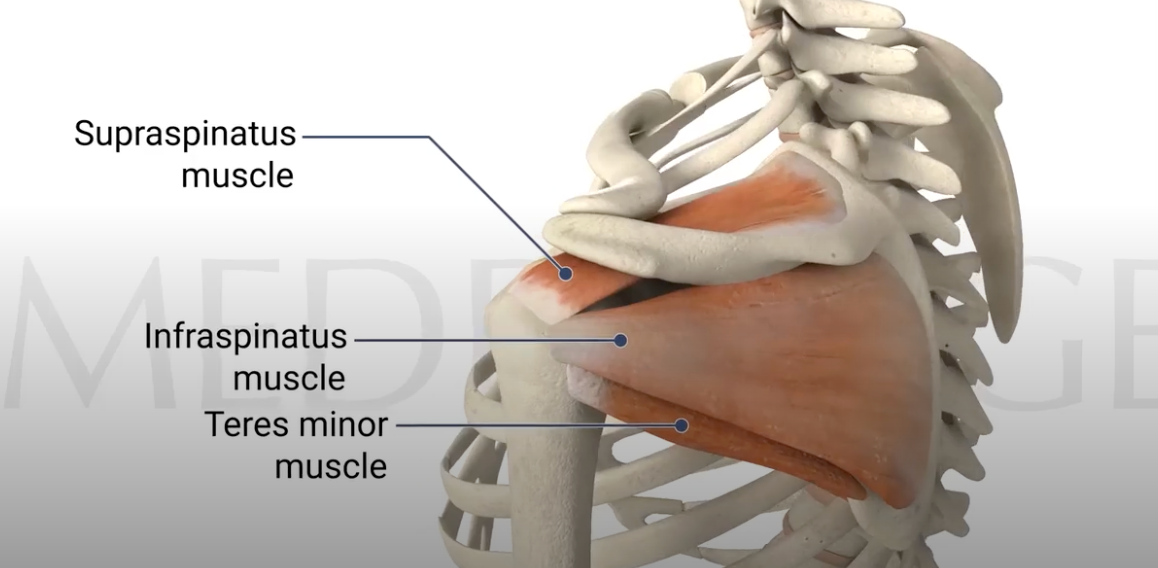 Teres Minor And Infraspinatus Muscles