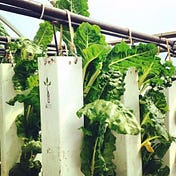 Growing Chives in Hydroponics (without soil) | by Bright Agrotech | Medium