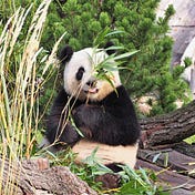 About – Ice Panda – Medium