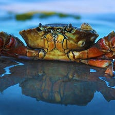 Carl M. Kadie – Medium