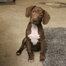 How Do I Teach My Dog To Crawl In Commando