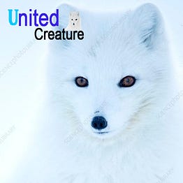 United Creature – Medium