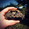 Modern Tortoise – Medium