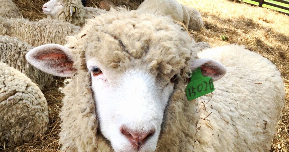 What to Name the Dorpa?. A Hard Ask for a Self-Shedding Sheep! | by a ...