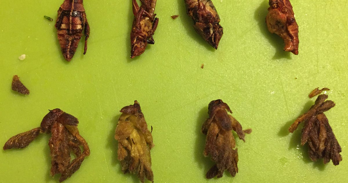 Edible Vegan Insects. If they can fake beef, why can’t we… | by Jeremy ...