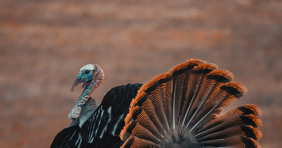 Thanksgiving: Tried and True or Try Something New? | by Matthew Maniaci ...