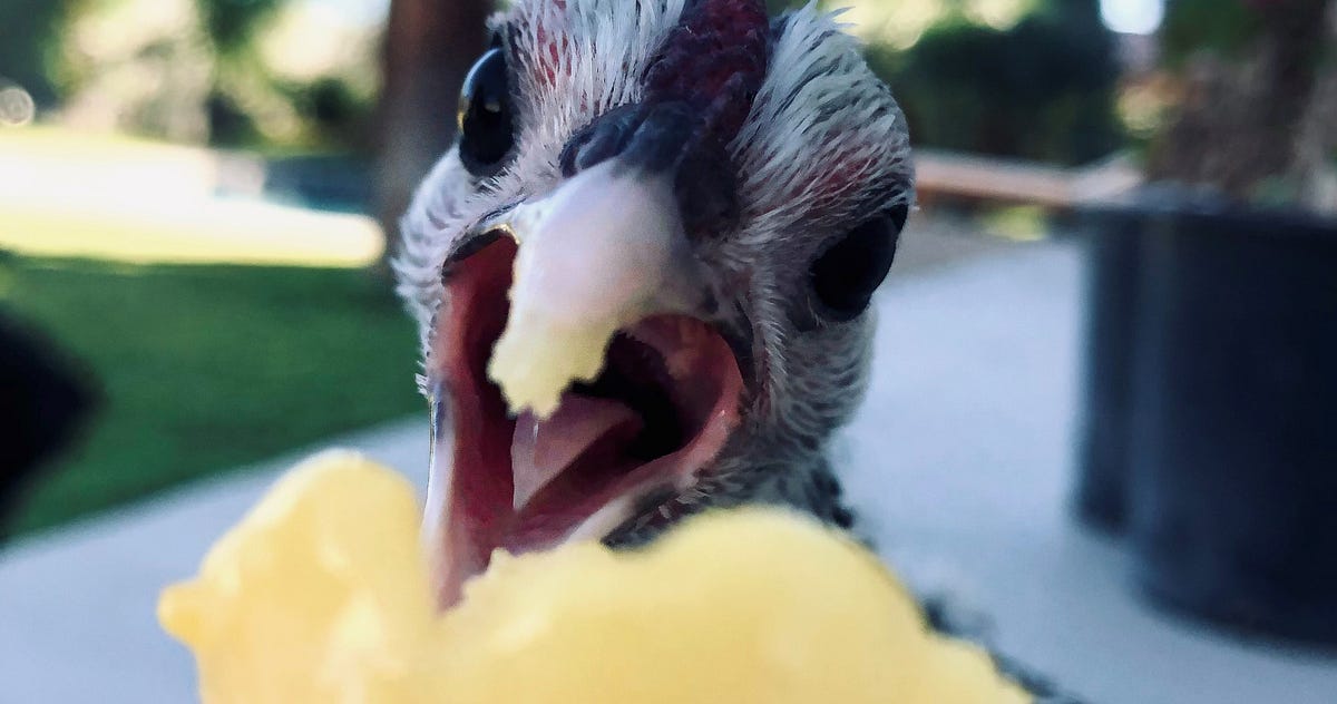 4 Inedible Objects Chickens Can’t Resist | by ren the house hen ...