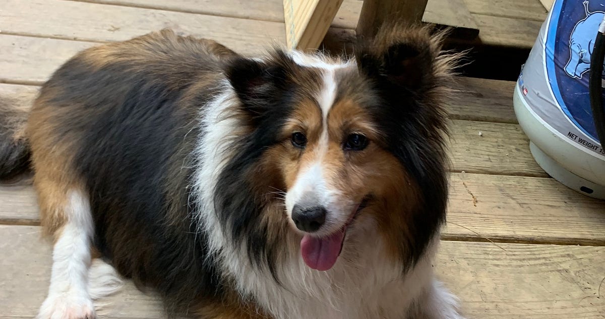 The Life and Times of Bella the Sheltie | by Tony Dowell | Medium