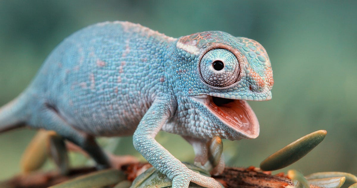 This Is Why Chameleons Change Color | by Kara Cummings | OMGFacts | Medium