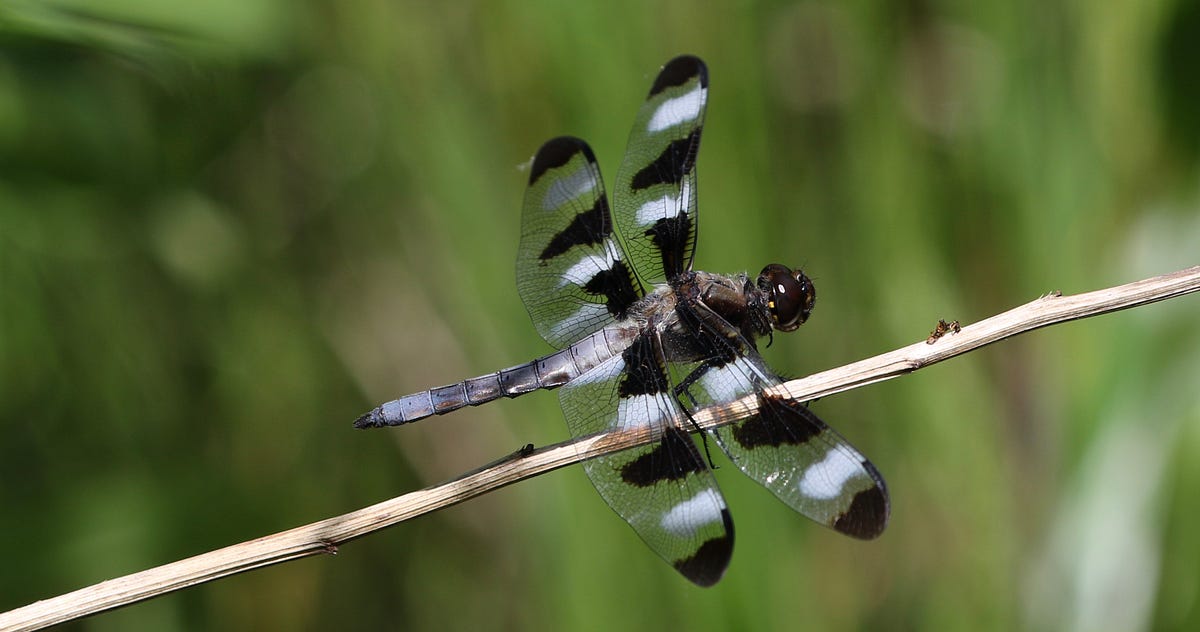 Toronto Dragonflies. A Study in Diversity and Beauty | by Edward O ...