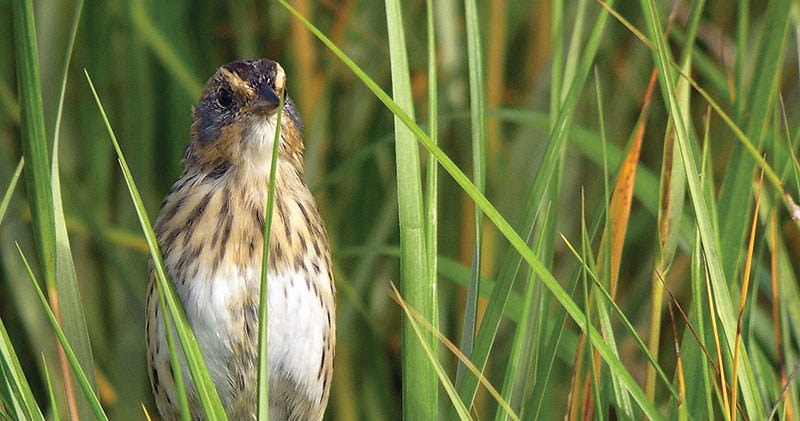 Building Great Marsh resiliency from the bottom-up | by U.S. Fish ...