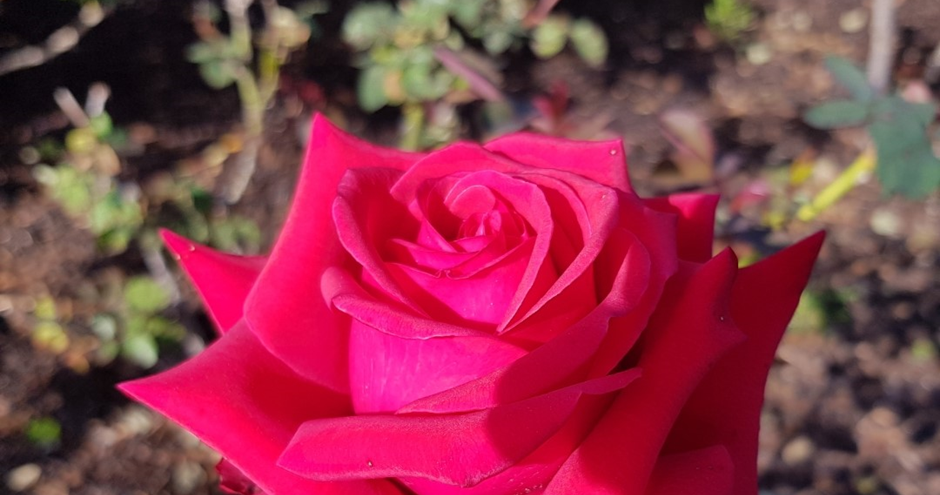 Roses Care and Maintenance in Fall | by Peter Miles | Age of Awareness ...