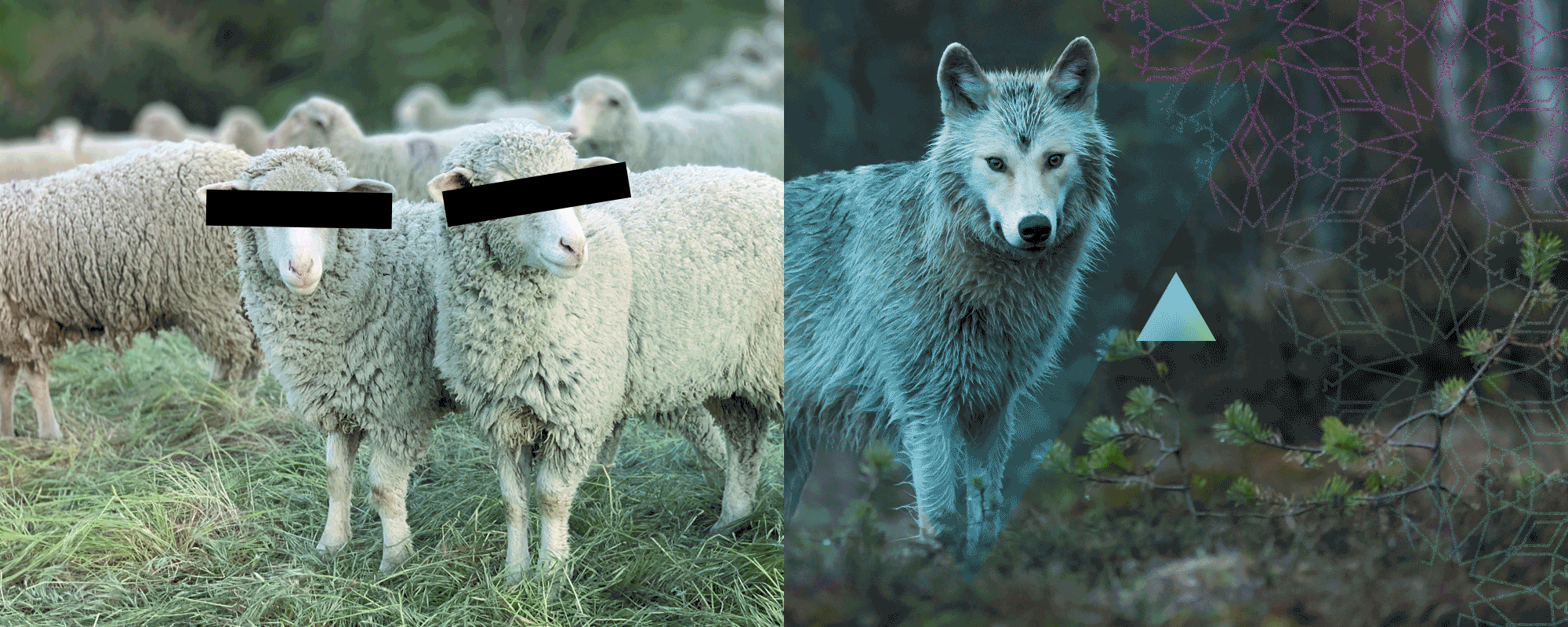 Designing for Safe. #FOSO and sheep vs wolf approaches to… | by Gabe ...