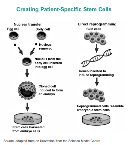 Stem Cell Research Will Allow for Scientists to Find Cures Faster | by ...