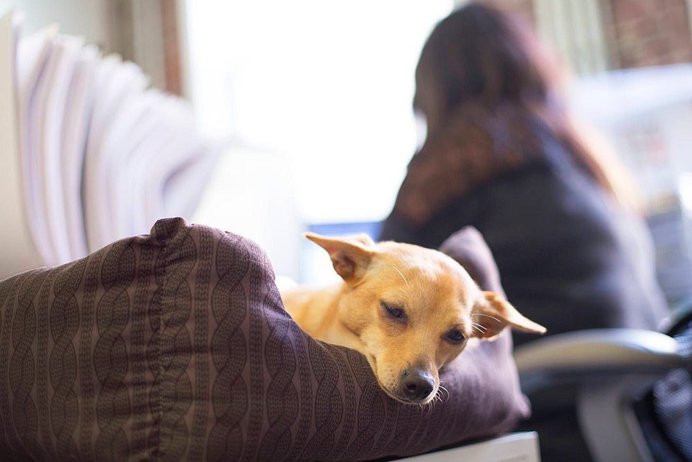 7 Reasons Why Mission Pets Is a Pet Friendly Office | by Mission Pets ...